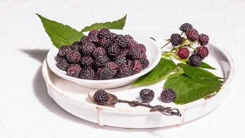 Black Raspberries - SuperFoods Virgin Extracts